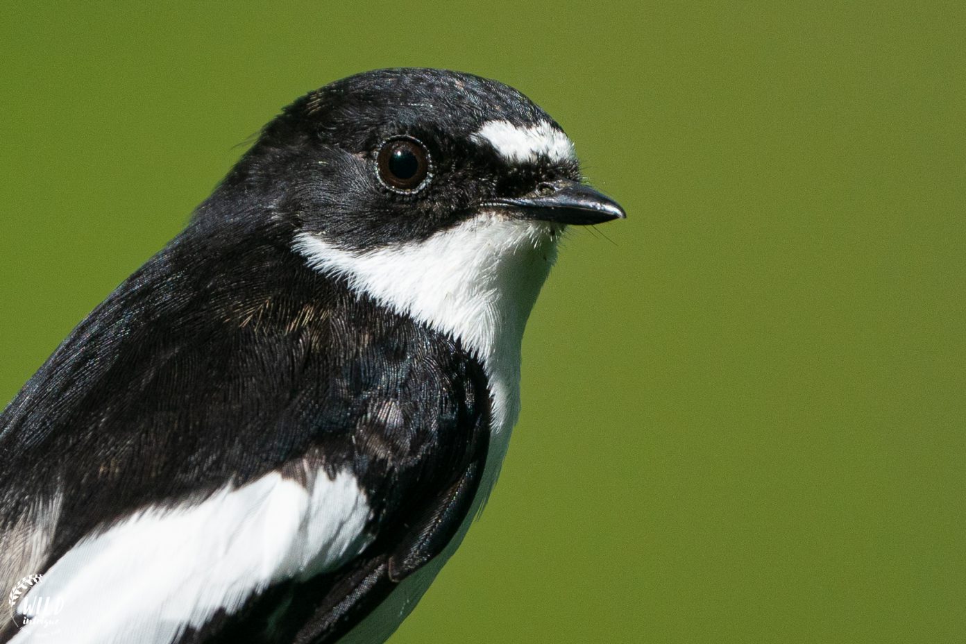 Record-breaking breeding season for Pied Flycatchers in the ...